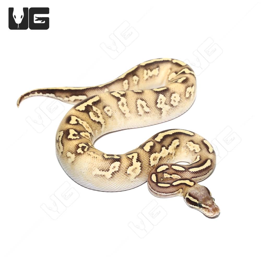 2022 Hurricane Pastave High Intensity Orange Dream Ball Python (#201 ...