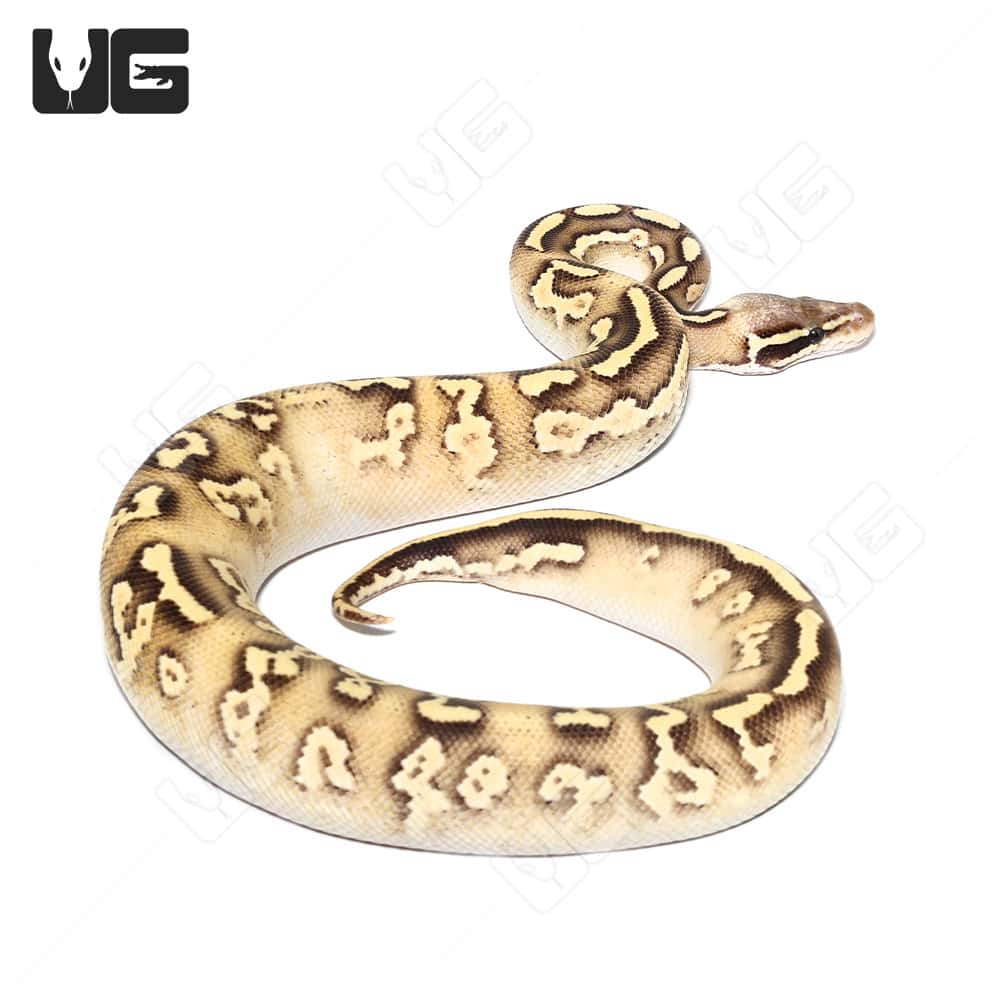 2022 Hurricane Pastave High Intensity Orange Dream Ball Python (#201 ...