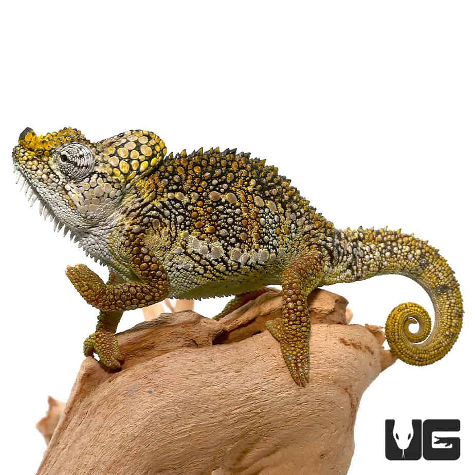 Underground Reptiles - Exotic Reptiles, Amphibians, Lizards and Mammals