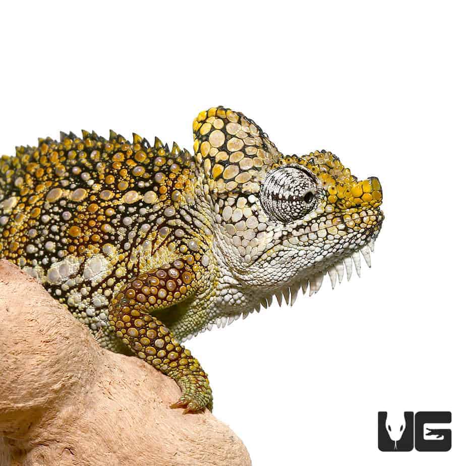 Underground Reptiles - Exotic Reptiles, Amphibians, Lizards and Mammals