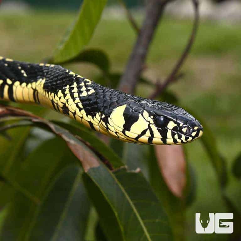 High Yellow Tiger Rat Snakes For Sale - Underground Reptiles