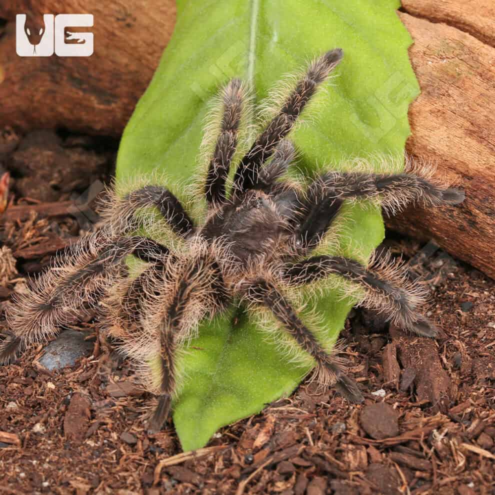 Curly Hair Tarantulas For Sale - Underground Reptiles