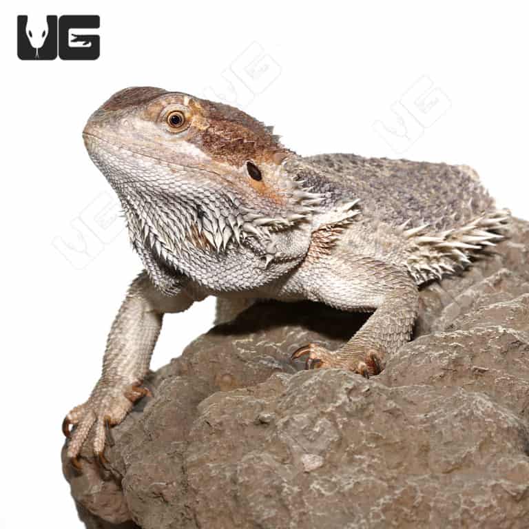 Adult Female Bearded Dragon (Pogona vitticeps) For Sale - Underground ...