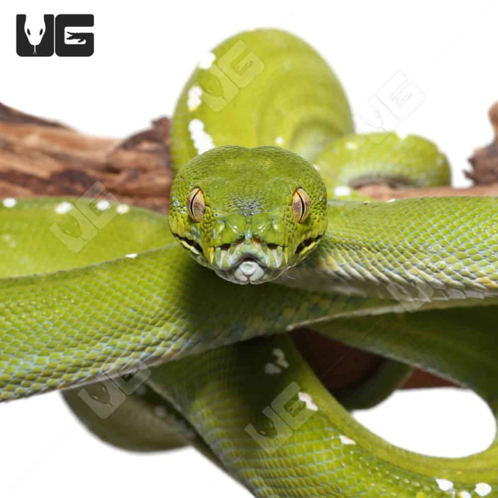 Adult Aru Green Tree Python for sale - Underground Reptiles