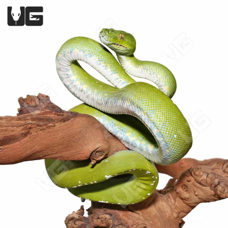 Adult Aru Green Tree Python for sale - Underground Reptiles