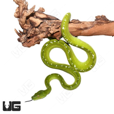Adult Aru Green Tree Python for sale - Underground Reptiles