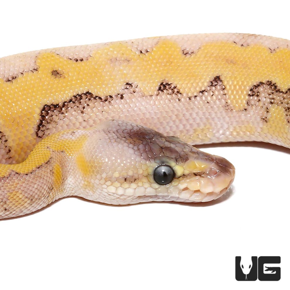 Baby Baby Champagne Enchi Pastel Pinstripe Ball Python For Sale ...