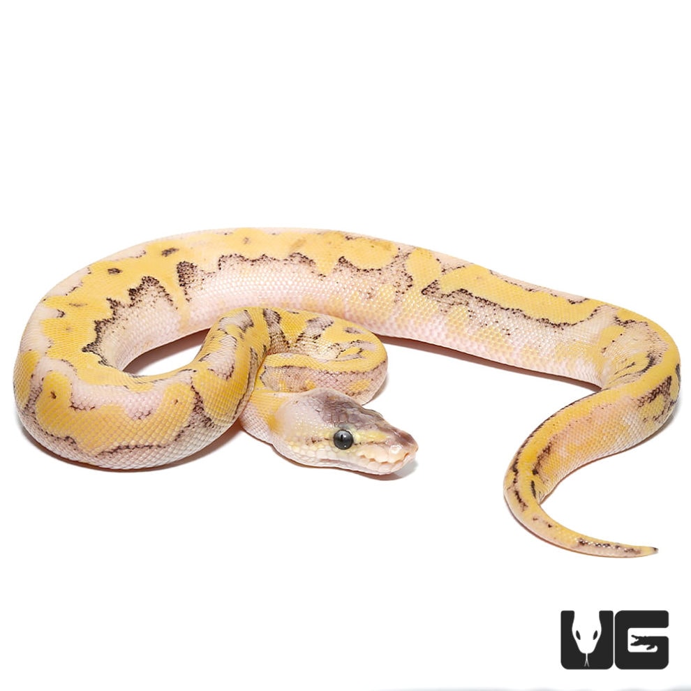 Baby Baby Champagne Enchi Pastel Pinstripe Ball Python For Sale ...