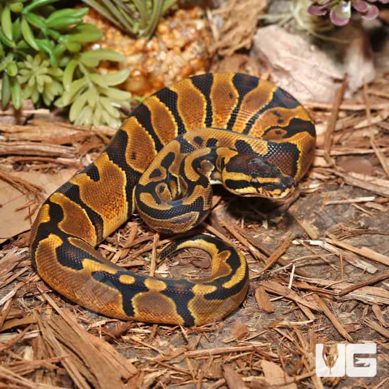 Baby Ball Pythons For Sale - Underground Reptiles