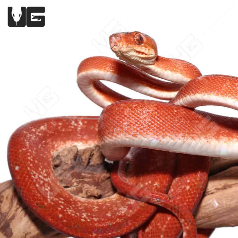 Baby Candy Cane Amazon Tree Boas For Sale - Underground Reptiles