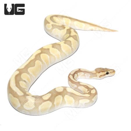Baby Ball Pythons For Sale - Underground Reptiles