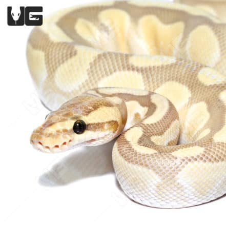 Baby Ball Pythons For Sale - Underground Reptiles
