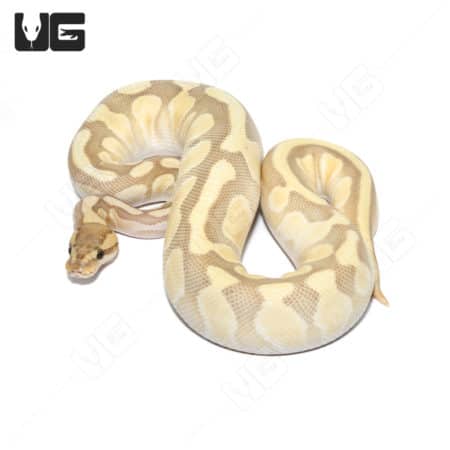 Baby Ball Pythons For Sale - Underground Reptiles