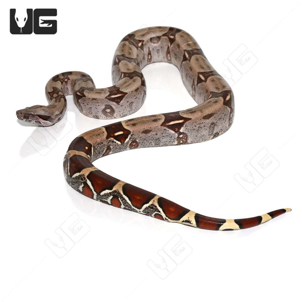 Baby Jungle Fire Het T+ Albino Boa For Sale - Underground Reptiles
