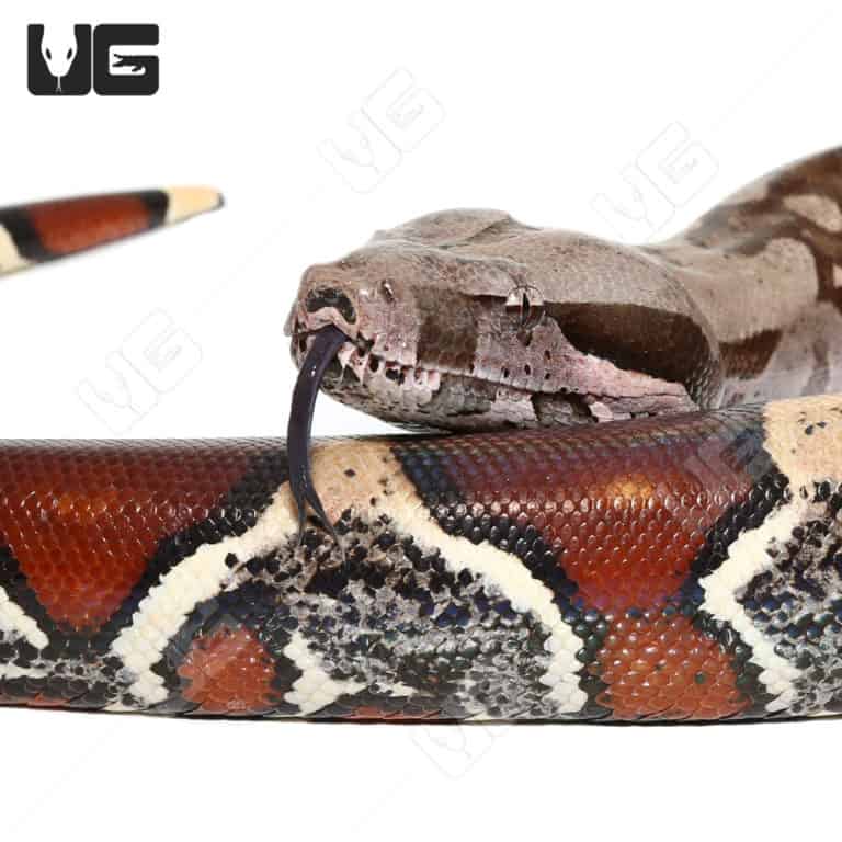 Baby Jungle Fire Het T+ Albino Boa For Sale - Underground Reptiles