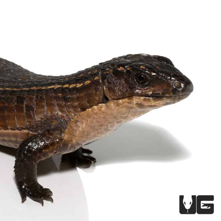 Major Plated Lizards (Pogona vitticeps) For Sale - Underground Reptiles