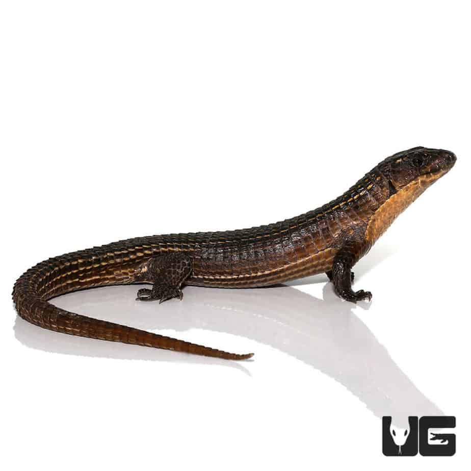 Other Lizards For Sale - Underground Reptiles
