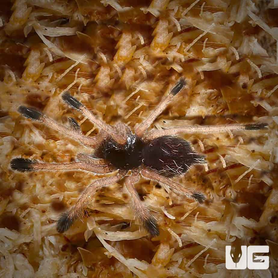 North Guyana Blue Pinktoe Tarantulas For Sale - Underground Reptiles