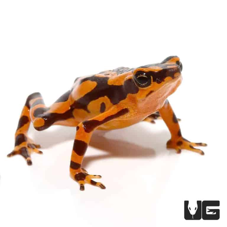 Orange Harlequin Toad - Underground Reptiles