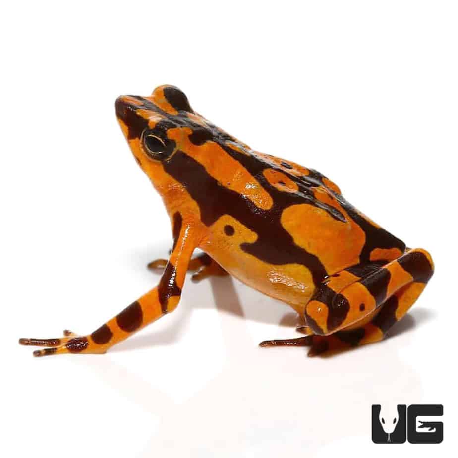 Orange Harlequin Toad - Underground Reptiles