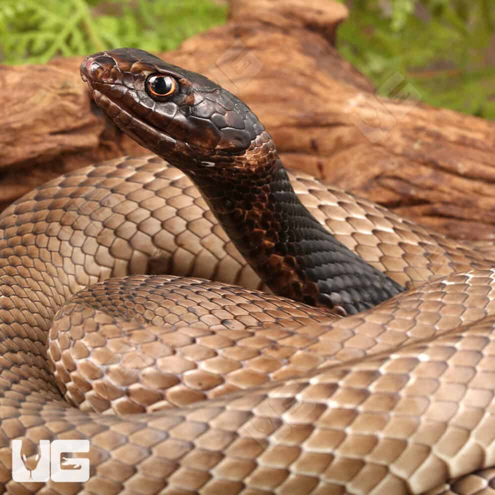 Coachwhip Snakes For Sale - Underground Reptiles