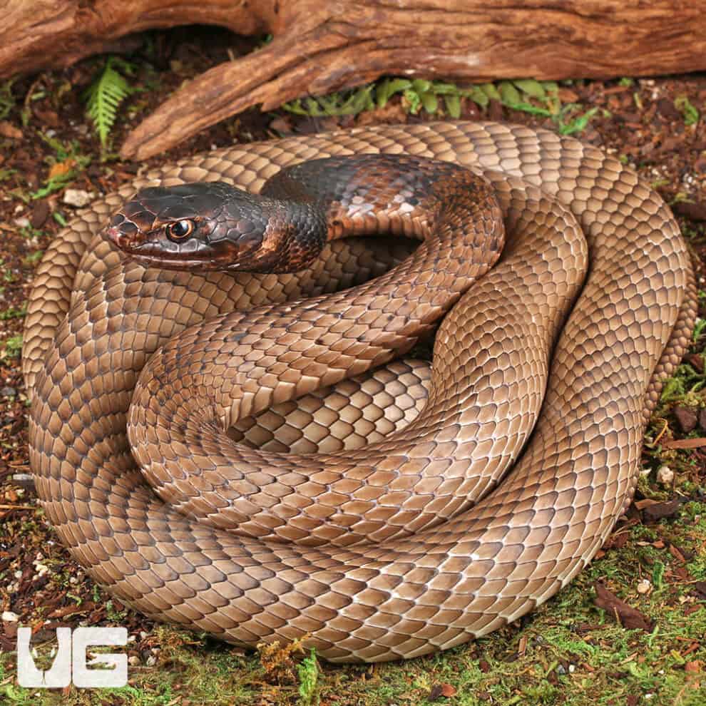 Coachwhip Snakes For Sale - Underground Reptiles