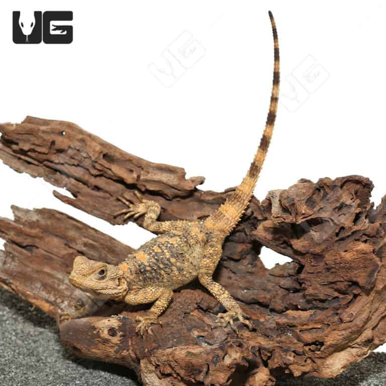 Baby Painted Agamas (Laudakia stellio brachydactyla) For Sale ...