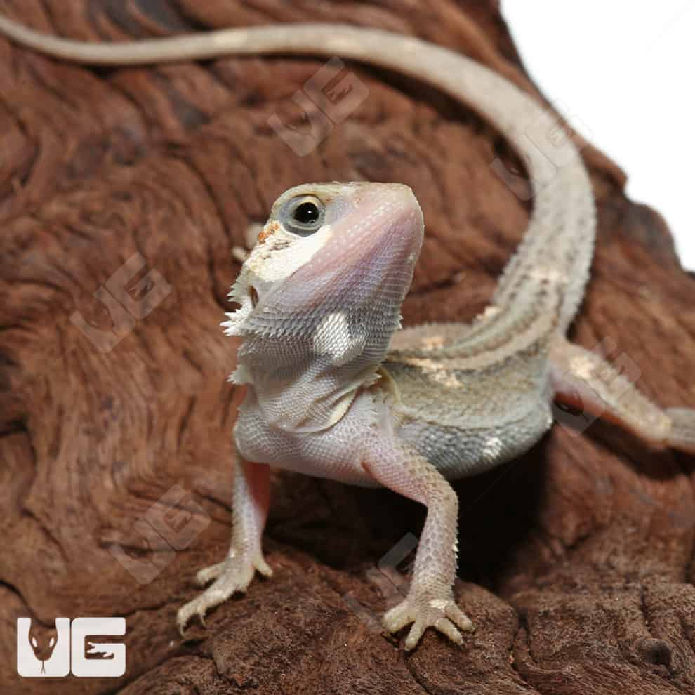 Baby Pied Translucent Bearded Dragon - Underground Reptiles