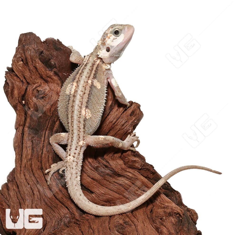 Lizards For Sale - Underground Reptiles