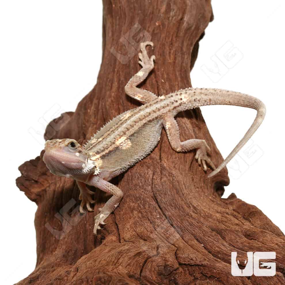 Baby Pied Translucent Bearded Dragon - Underground Reptiles