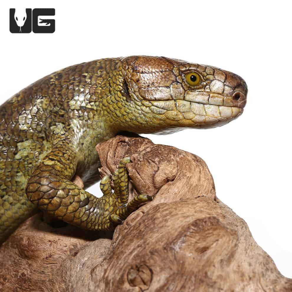 New Born Monkey Tailed Skinks For Sale - Underground Reptiles