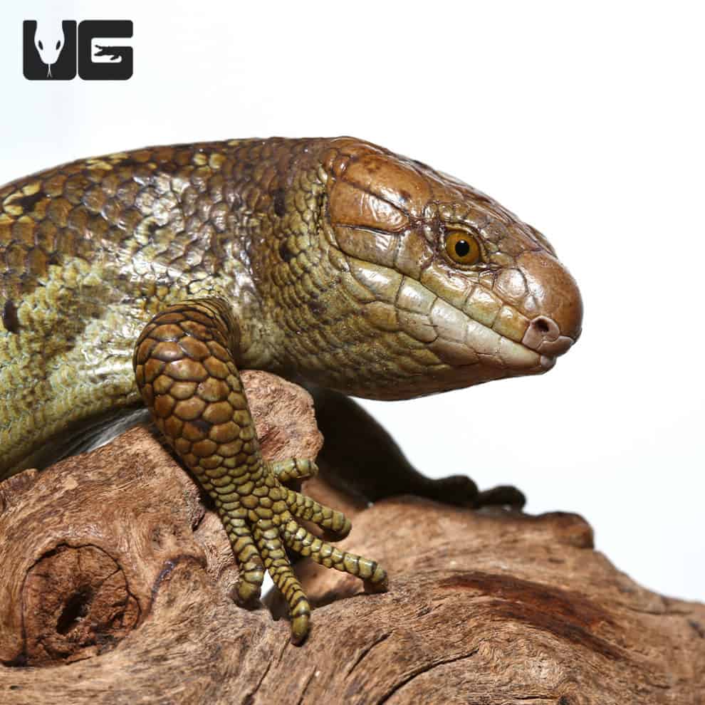 Baby Monkey Tailed Skinks For Sale - Underground Reptiles