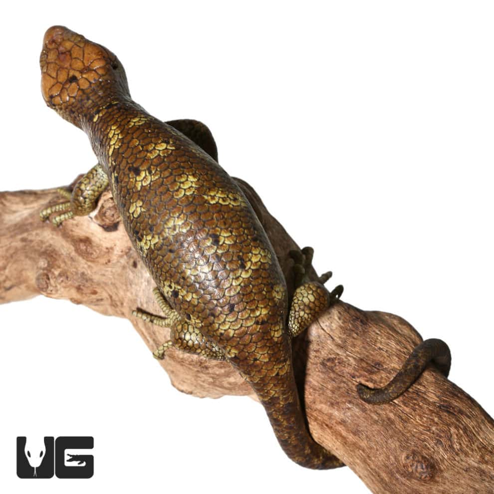 Baby Monkey Tailed Skinks For Sale - Underground Reptiles