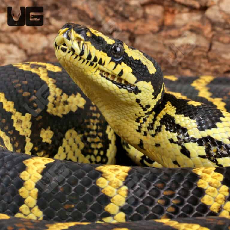 Adult High Yellow Jungle Carpet Pythons For Sale - Underground Reptiles