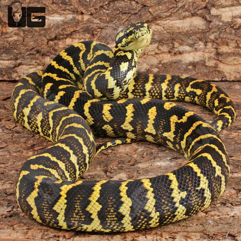 Adult High Yellow Jungle Carpet Pythons For Sale - Underground Reptiles