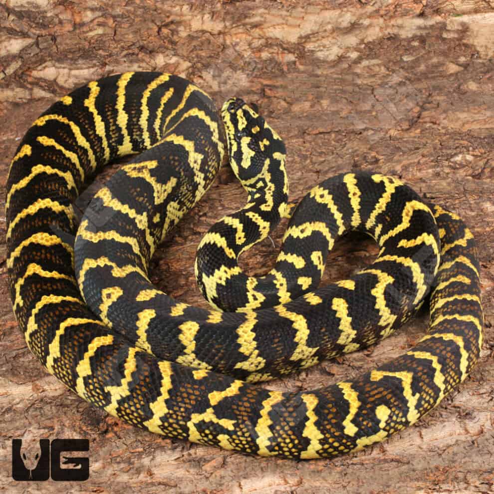 Adult High Yellow Jungle Carpet Pythons For Sale - Underground Reptiles