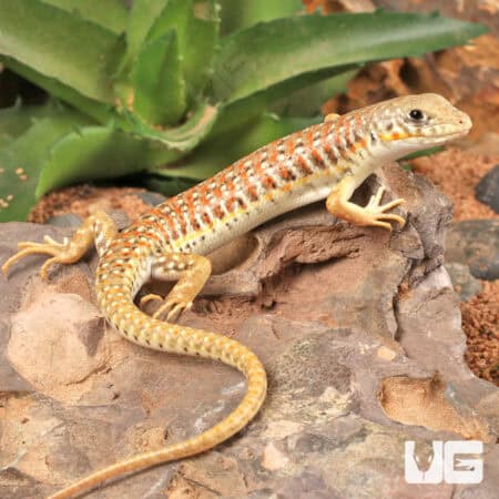 Baby Schneider Skink For Sale - Underground Reptiles