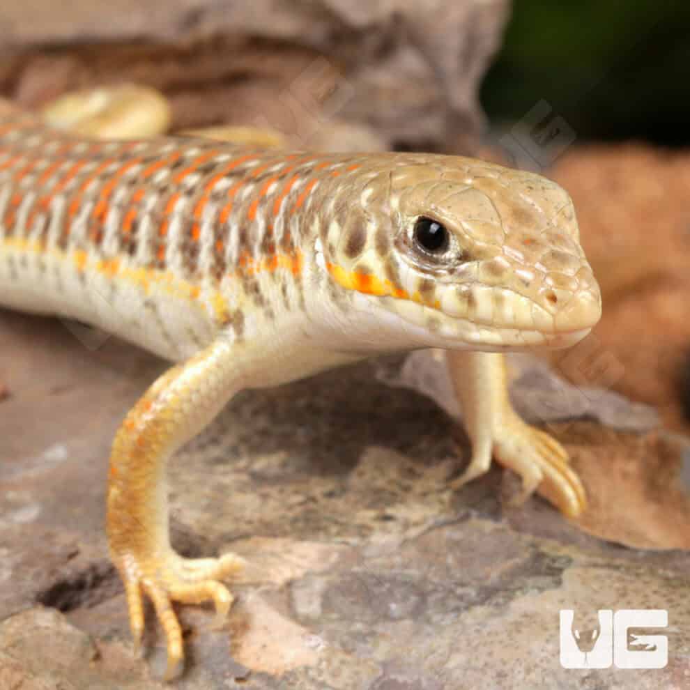 Baby Schneider Skink For Sale - Underground Reptiles