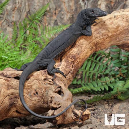 Baby Black Dragon Monitors For Sale - Underground Reptiles