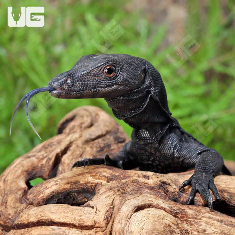Baby Black Dragon Monitors For Sale - Underground Reptiles