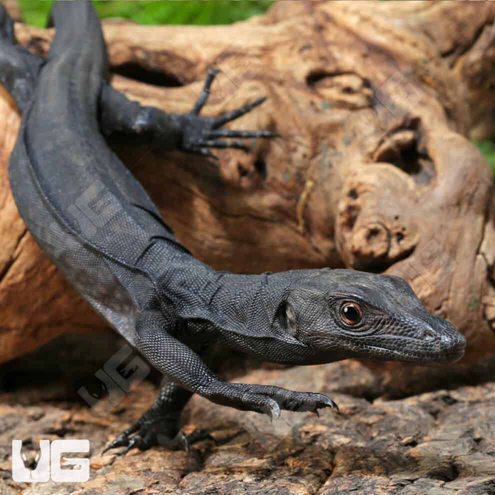 Baby Black Dragon Monitors For Sale - Underground Reptiles