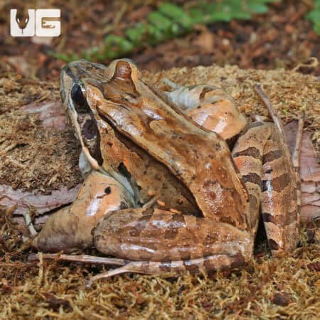 Mountain Chicken Frog (Leptodactylus fallax) For Sale - Underground ...