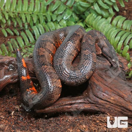 Red Belly Viper Boa For Sale - Underground Reptiles