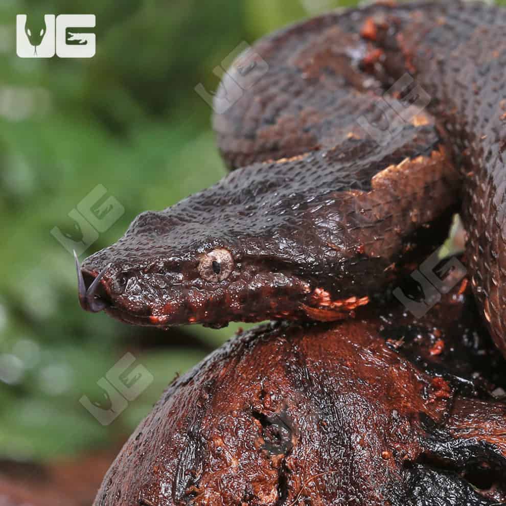 Boas For Sale - Underground Reptiles