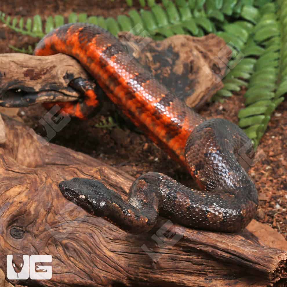 Red Belly Viper Boa For Sale - Underground Reptiles