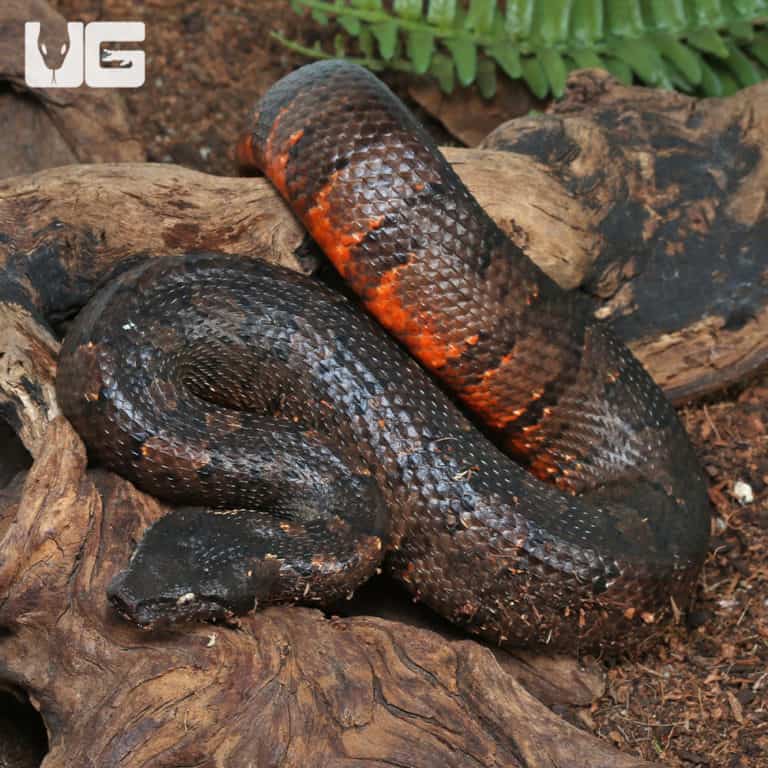 Red Belly Viper Boa For Sale - Underground Reptiles