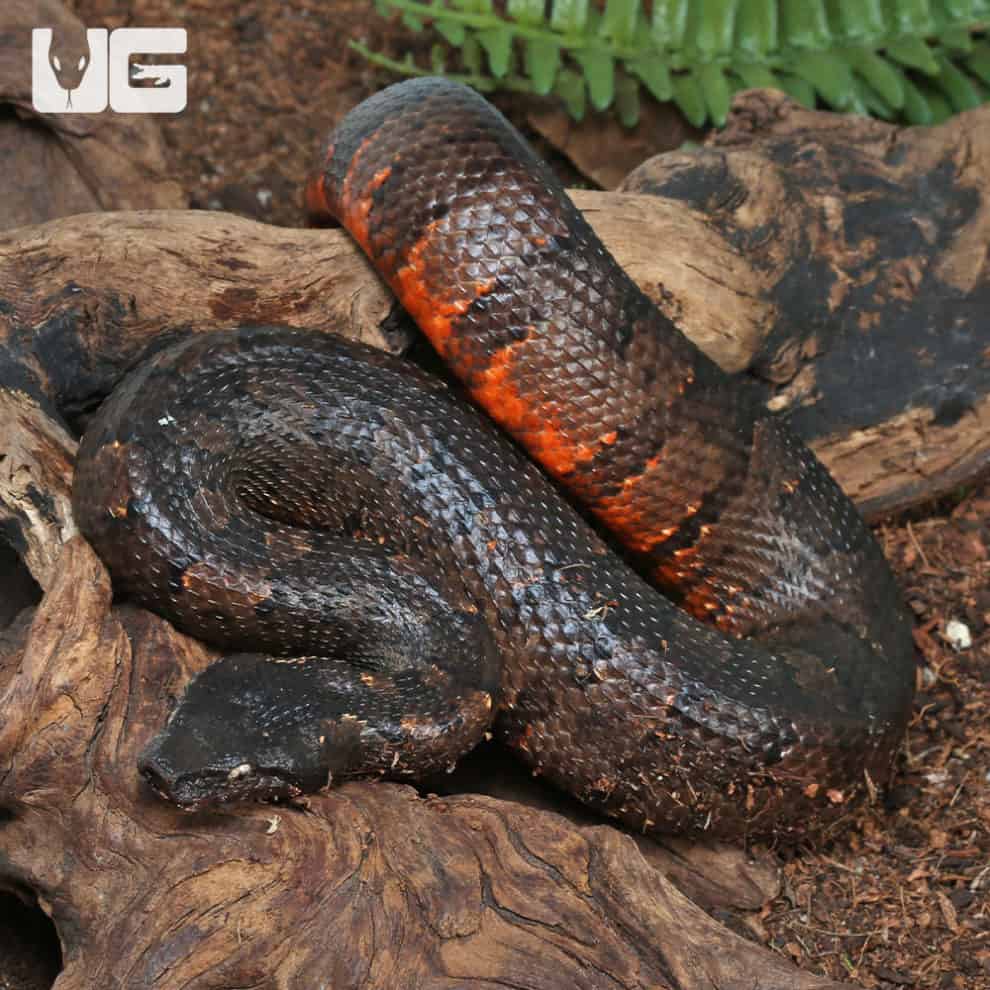 Boas For Sale - Underground Reptiles