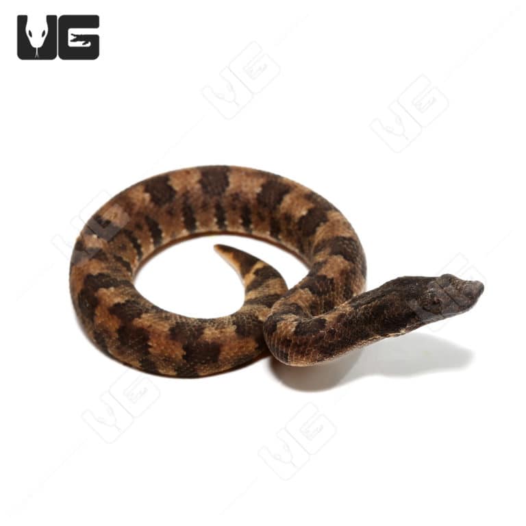 Captive Bred Animals - Underground Reptiles