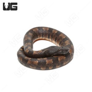 Viper Boa For Sale - Underground Reptiles