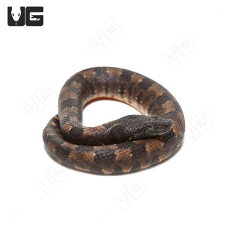 Viper Boa For Sale - Underground Reptiles